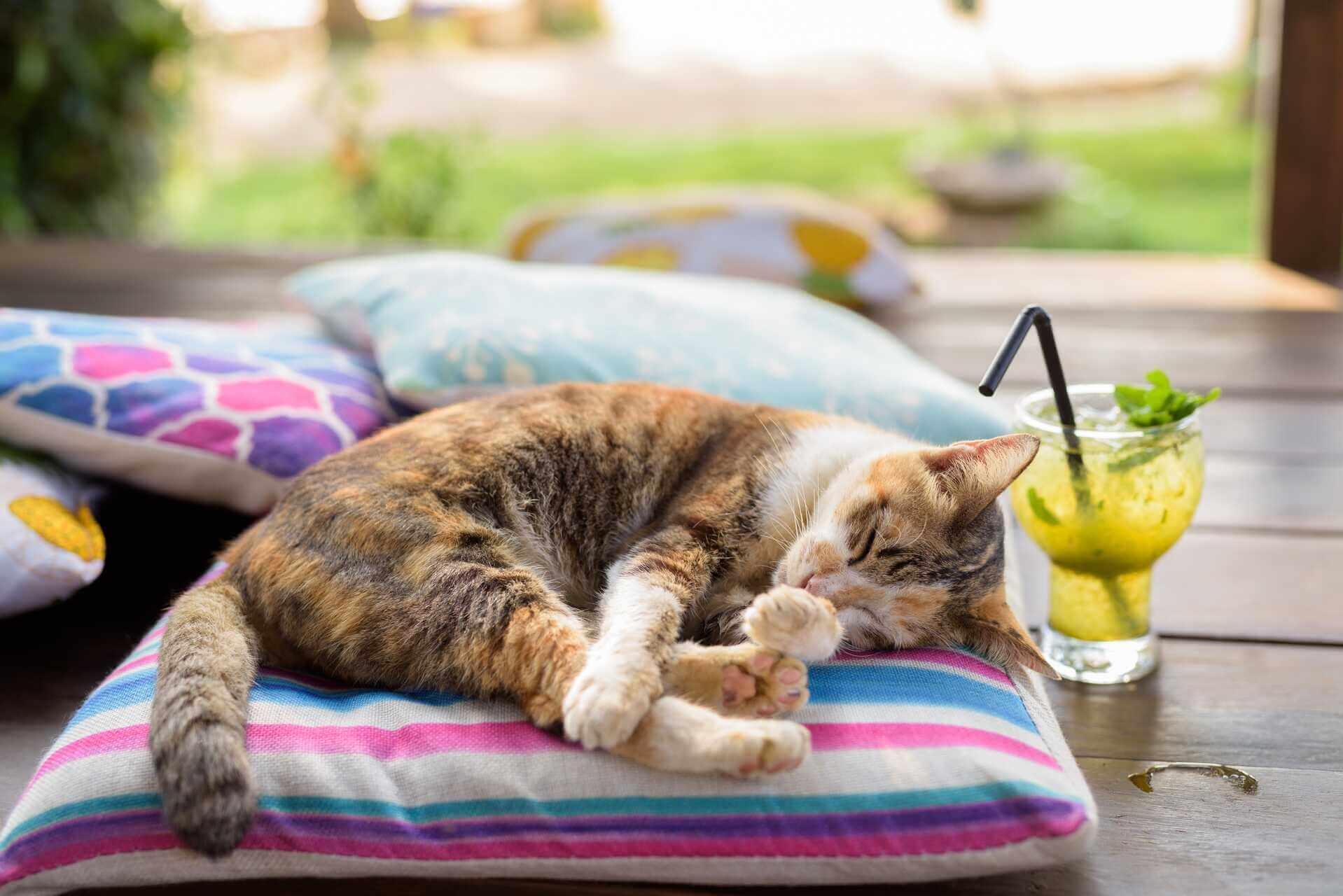 How To Keep Cats Cool In Summer: Your Ultimate Guide - Tractive