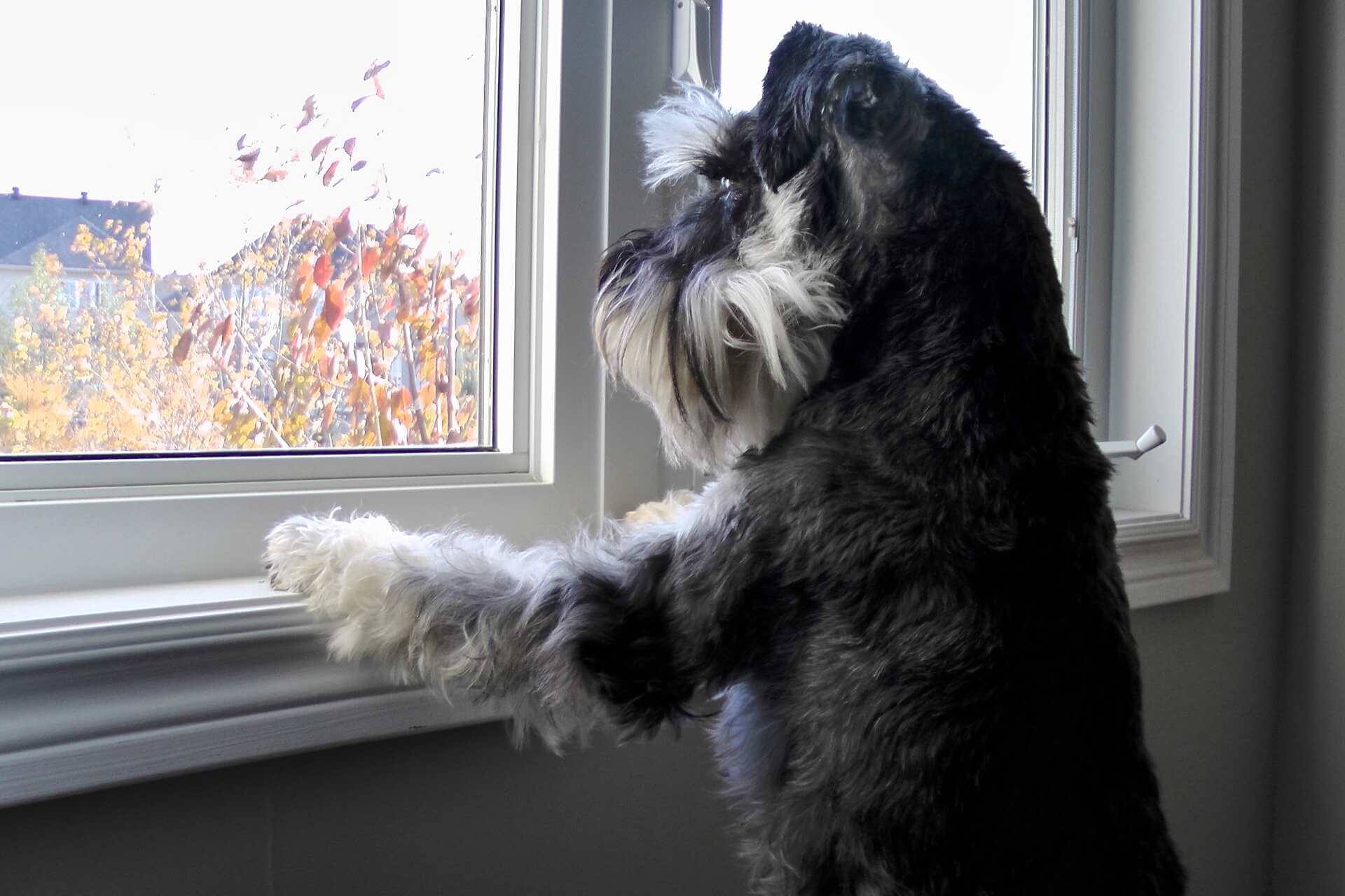 Why Does My Dog Want To Go Outside Every 5 Minutes? - Tractive
