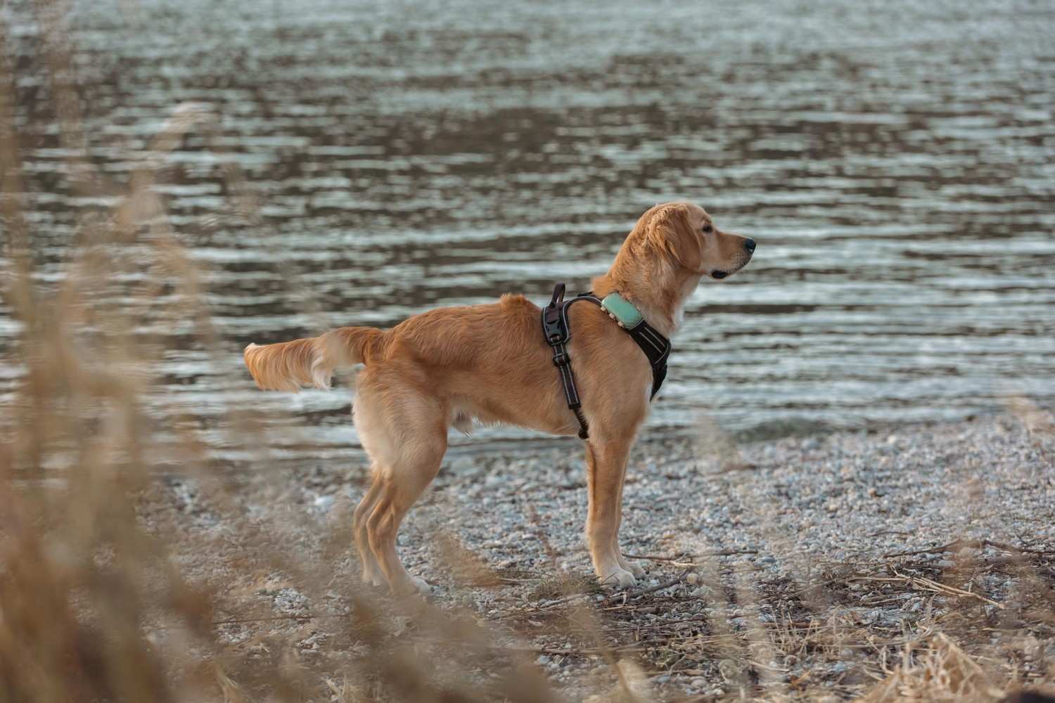 7 Tips For Handling The Prey Drive In Dogs - Tractive