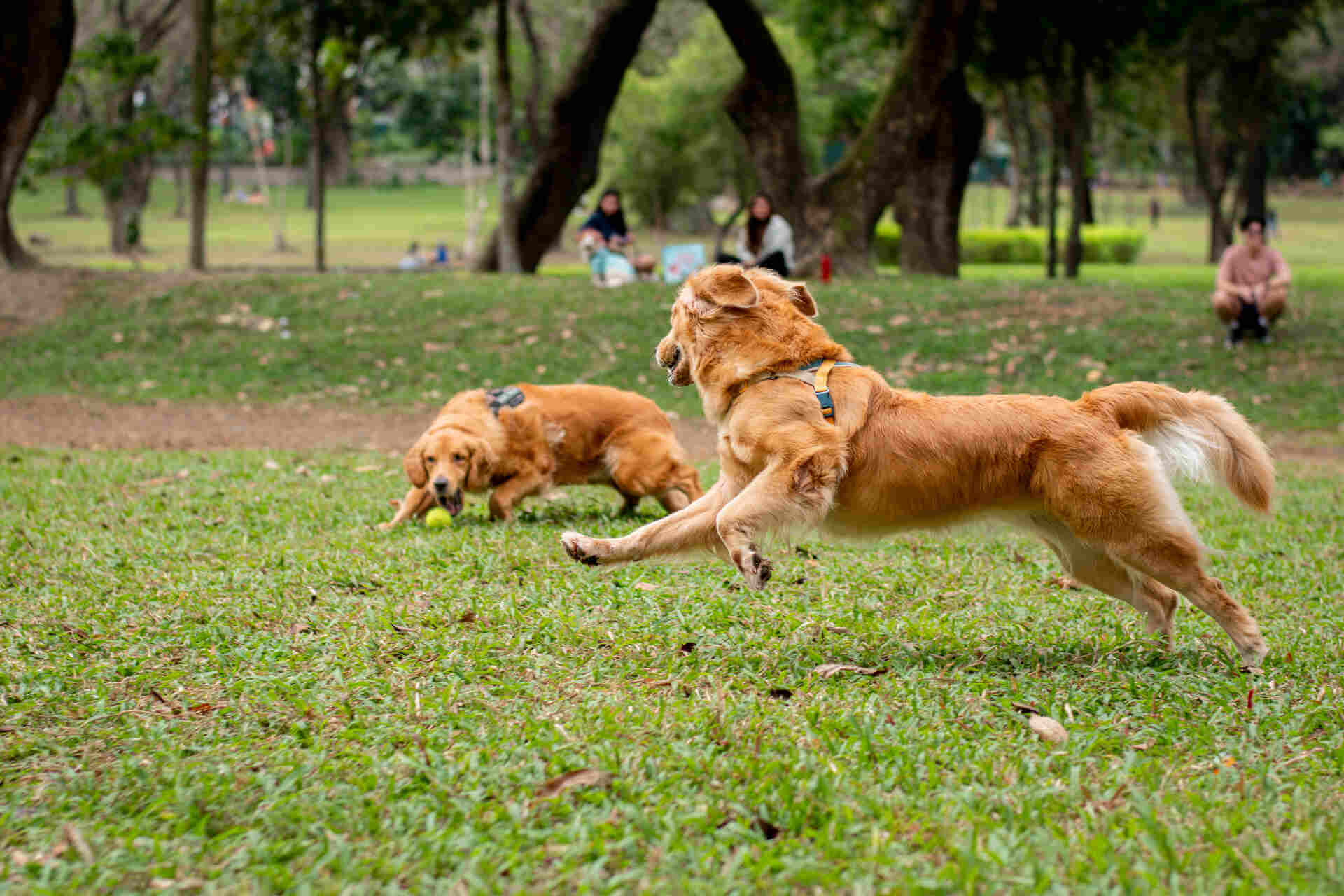 Why Do Dogs Get The Zoomies? And How To Manage Them? - Tractive
