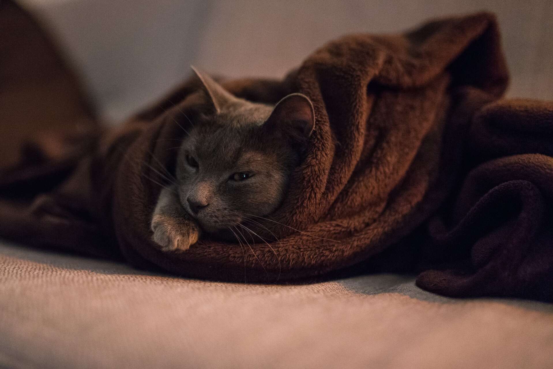 Why Is My Cat Shaking? A Comprehensive Guide - Tractive