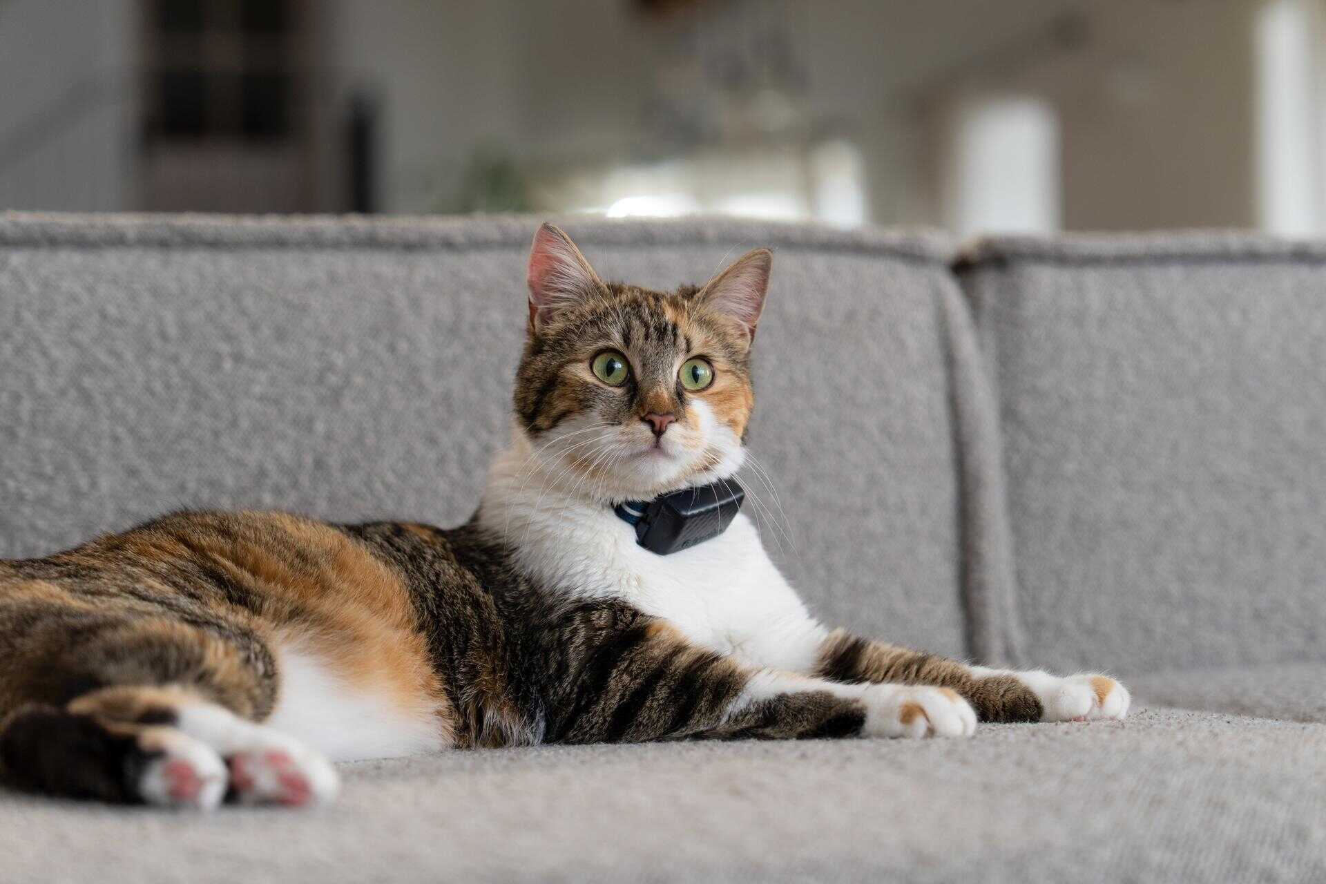 Cat Collar Training & How To Nail It In Just 3 Steps - Tractive