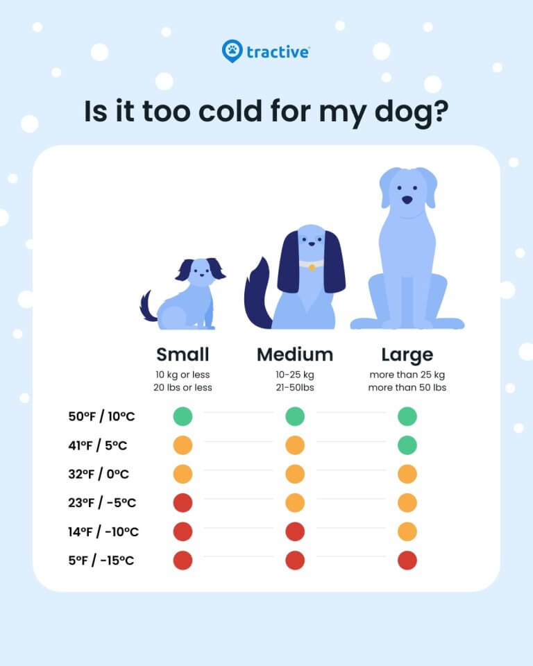 How Cold Is Too Cold For Dogs? Tips For Dogs & Cold Weather | Tractive