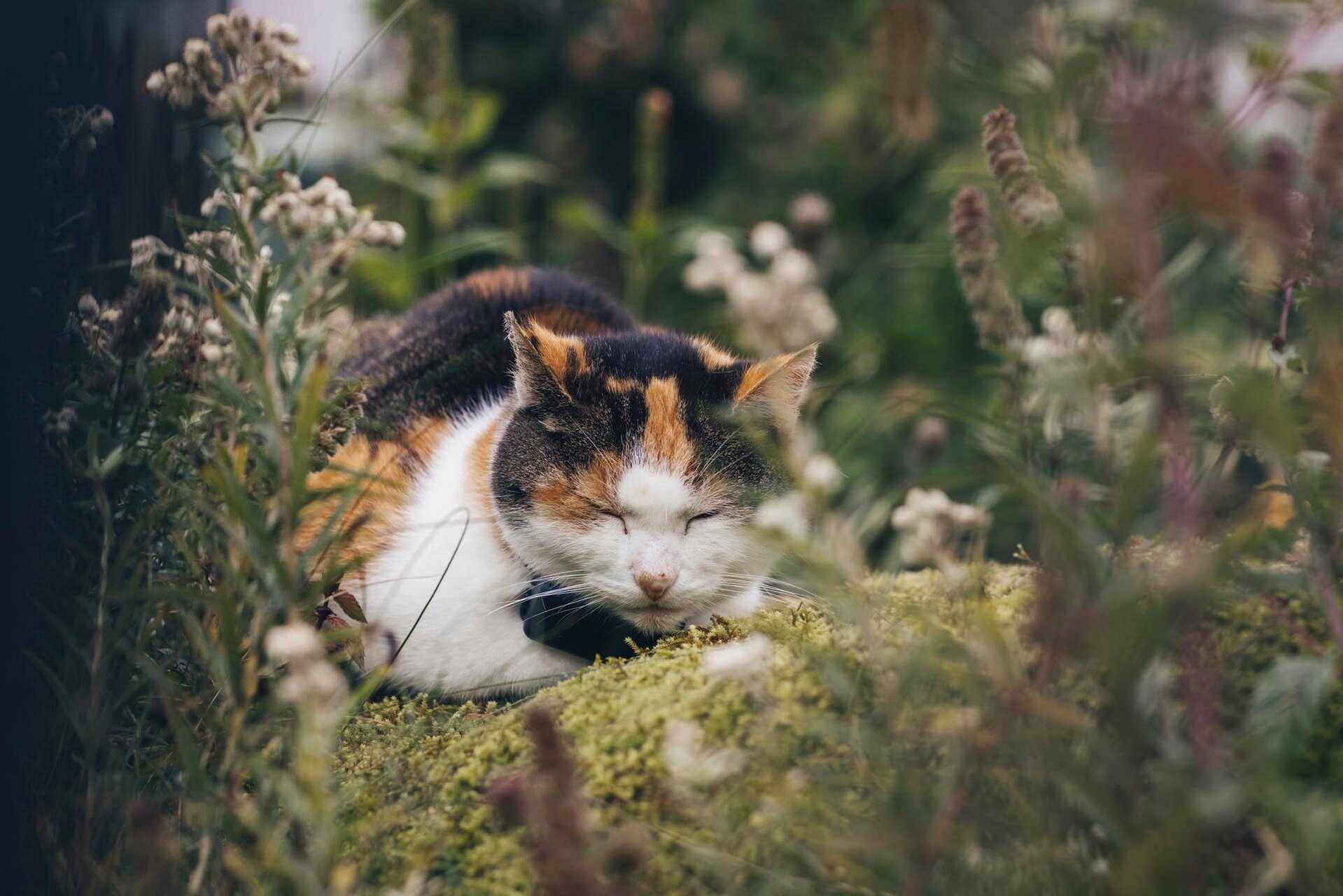 Cat pollen allergy: Symptoms, tips and remedies - Tractive