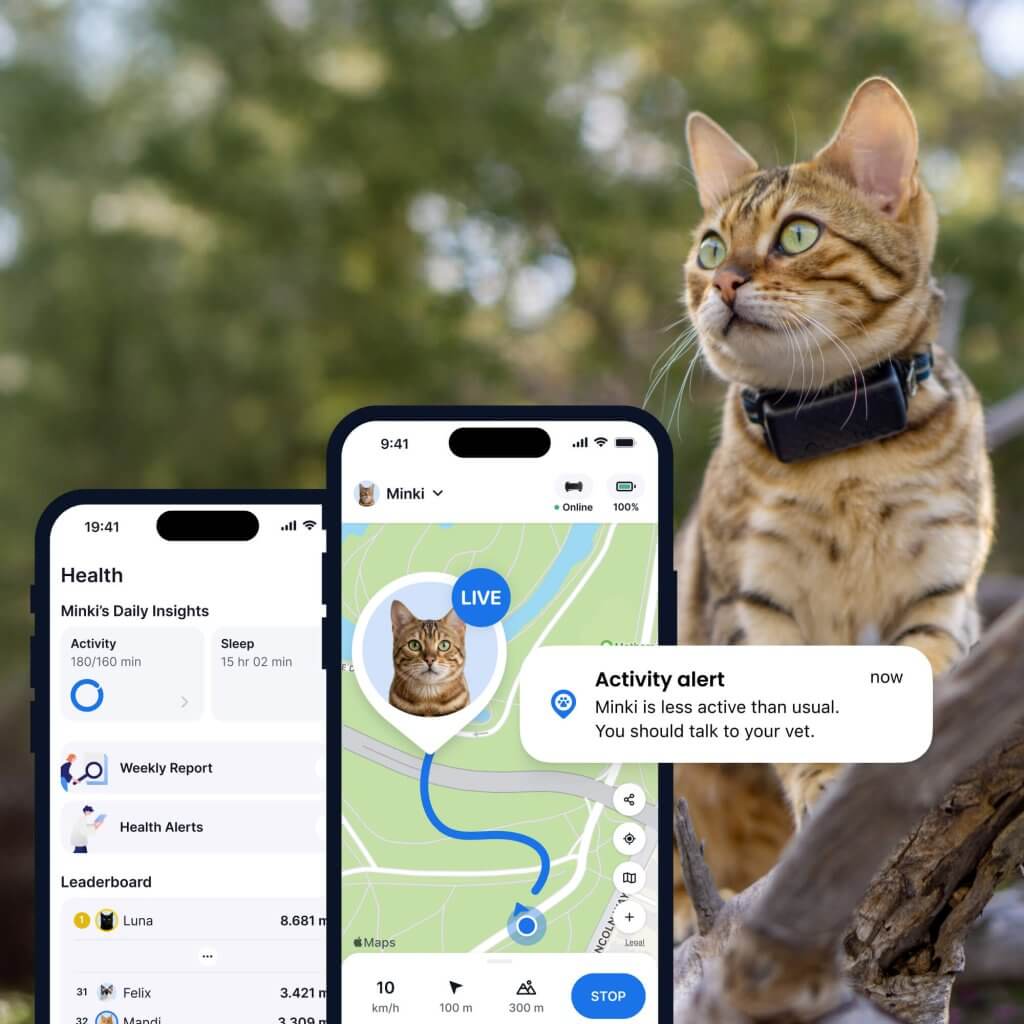 9 Schlafpositionen von Katzen und was sie bedeuten - Tractive