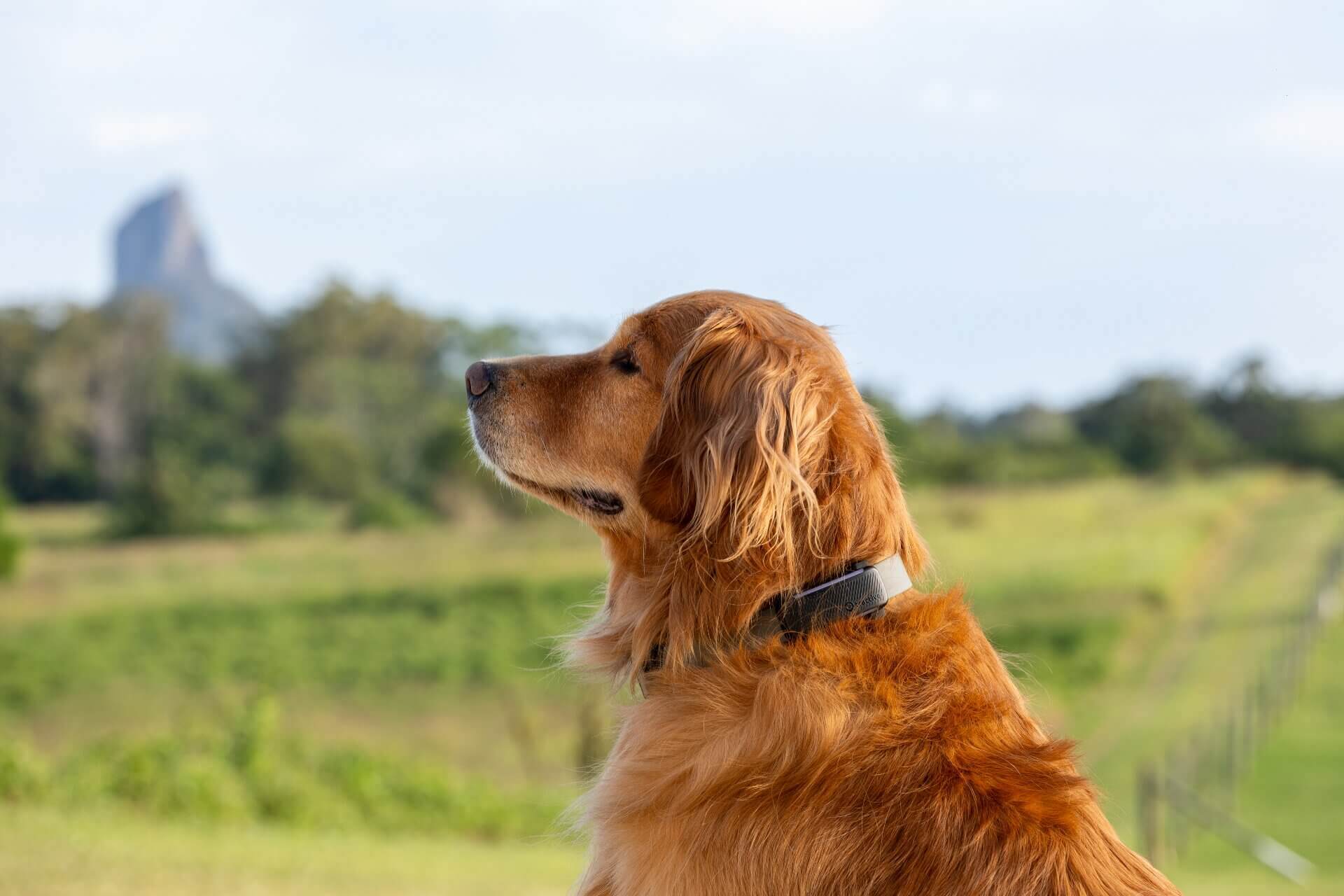 Do trackers work on farm dogs that roam large properties? - Tractive
