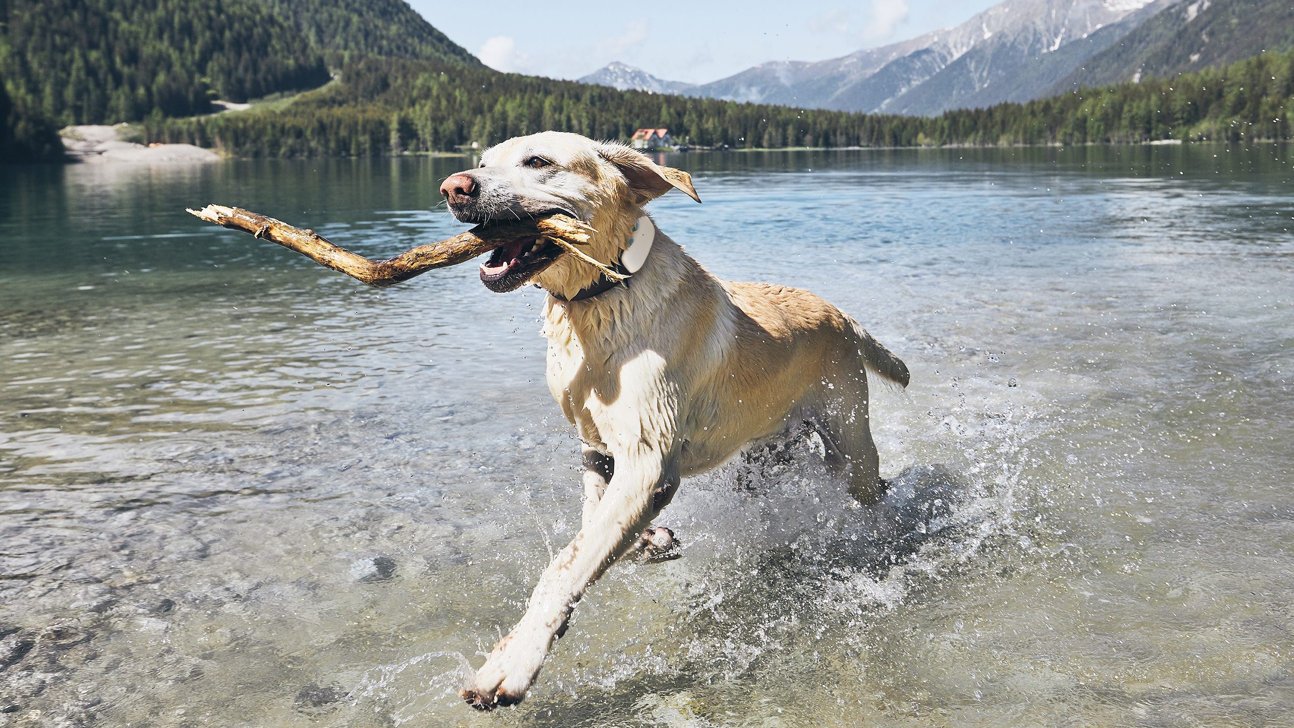 Tractive GPS Tracker voor katten en honden met activiteitenmonitoring ...